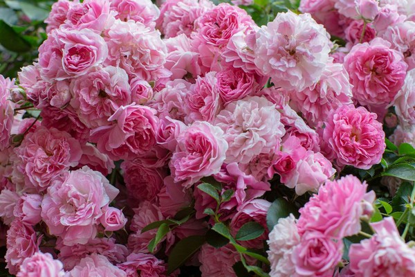 Discover the vibrant world of sending flowers in Rio! From stunning ...